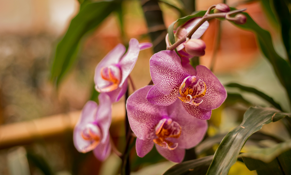 The Orchids of Peru - Enigma Blog