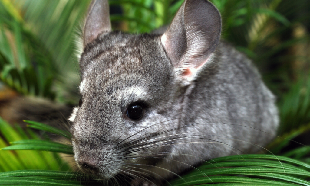 The Chinchillas and Viscachas of Peru - Enigma Blog