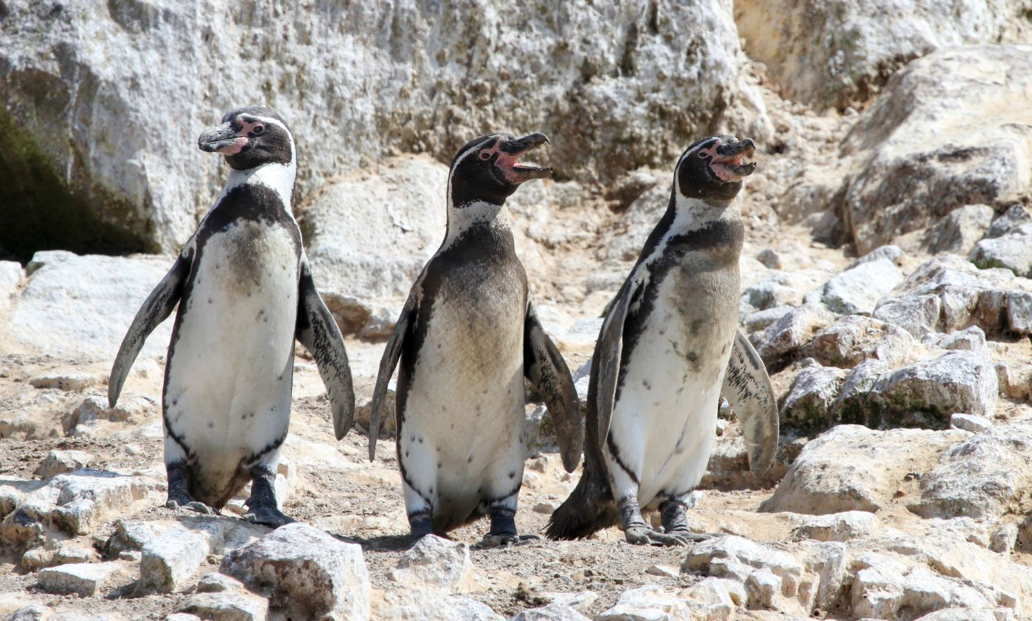 The Humboldt Penguin and Peru’s Rocky Islands - Enigma Blog