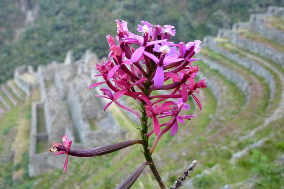 The Orchids of Peru - Enigma Blog