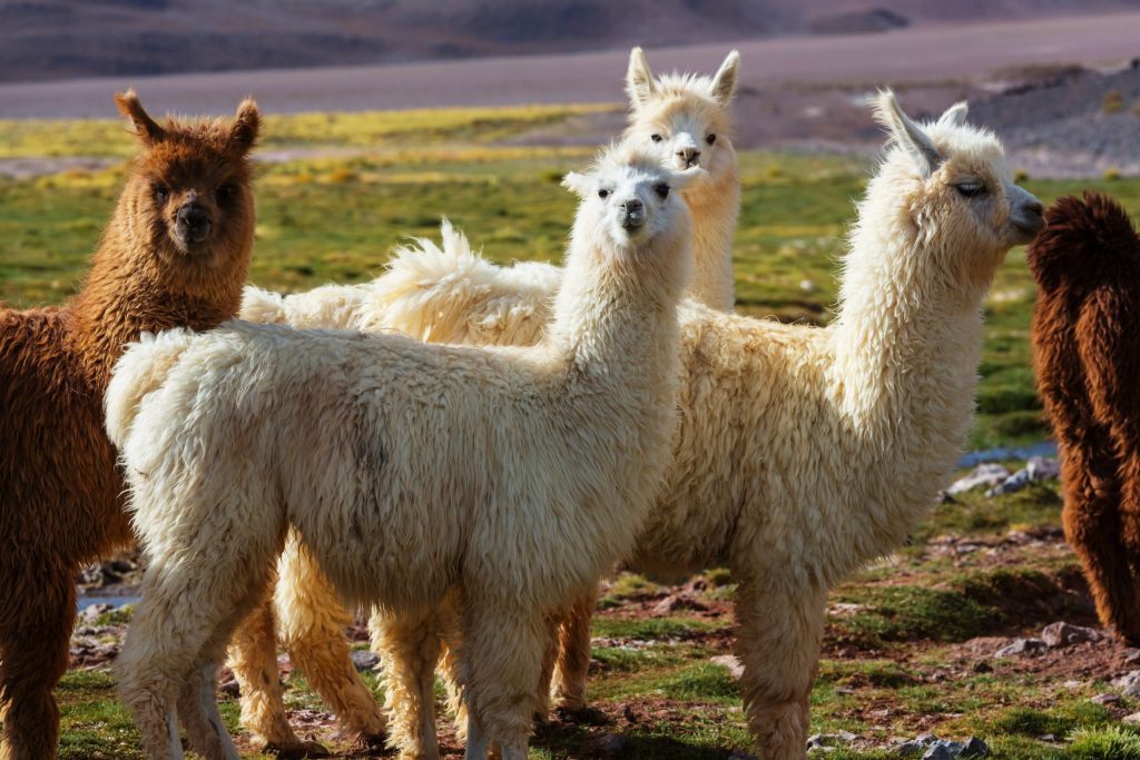 Peru's Camelids: Sustainable Tourism and Conservation
