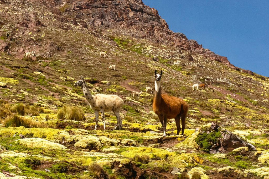 Peru's Camelids: Sustainable Tourism and Conservation