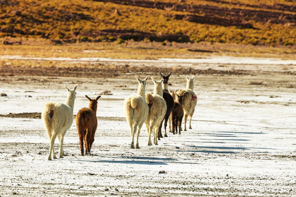Peru's Camelids: Sustainable Tourism and Conservation
