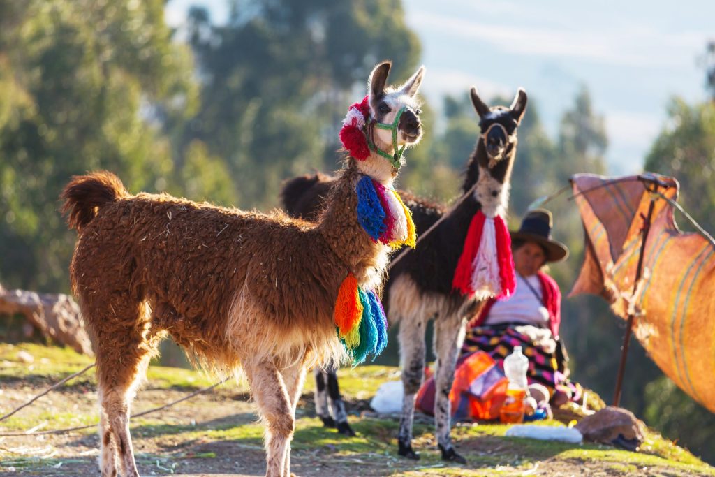 Peru's Camelids: Sustainable Tourism and Conservation
